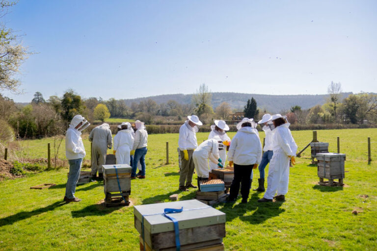 Boost for bee conservation in Dorset